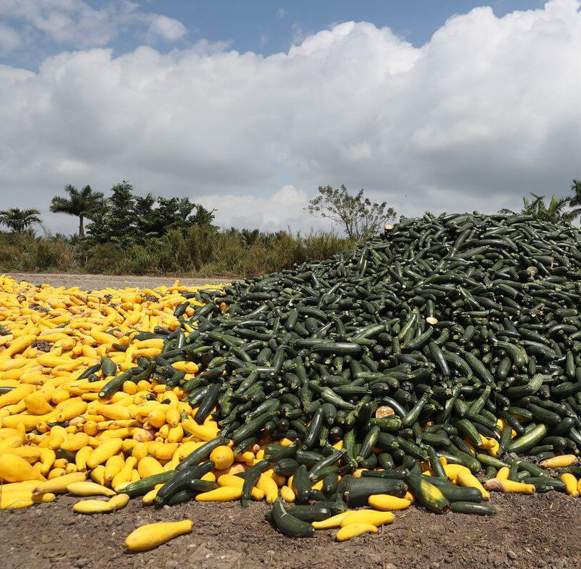 WHY ARE MILLIONS OF POUNDS OF CROPS BEING WASTED? | Intercessors for ...