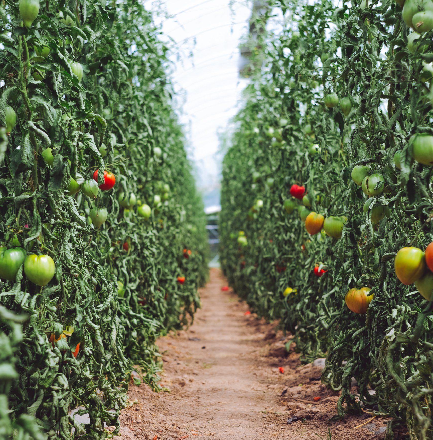 THE SEASON OF REAPING IS COMING - Intercessors for America