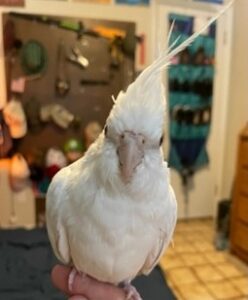 Psalm 91 Healing Miracle Brings Hope - Intercessors for America