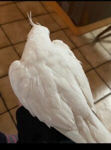 Psalm 91 Healing Miracle Brings Hope - Intercessors for America