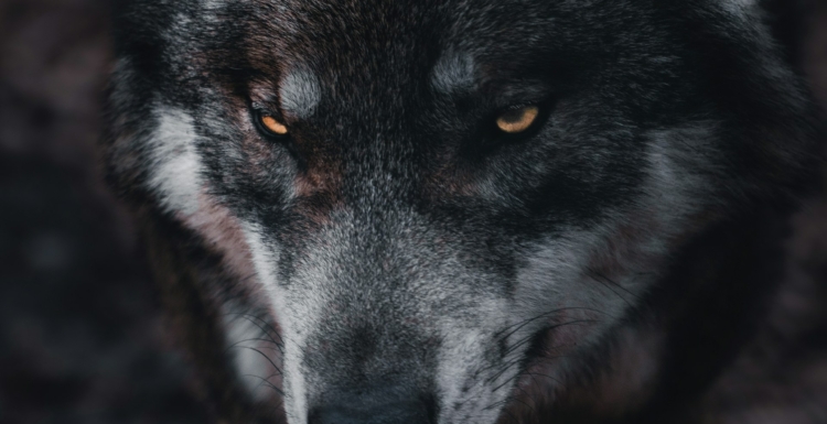 The Mystery of the Wolves - Intercessors for America