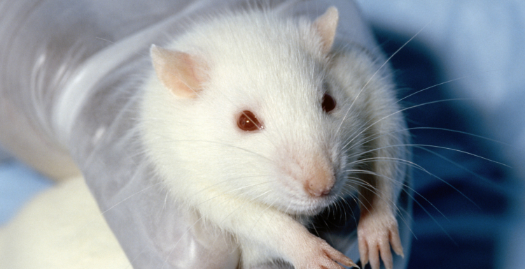 Transgender Lab Rats and Poisoned Puppies - Intercessors for America